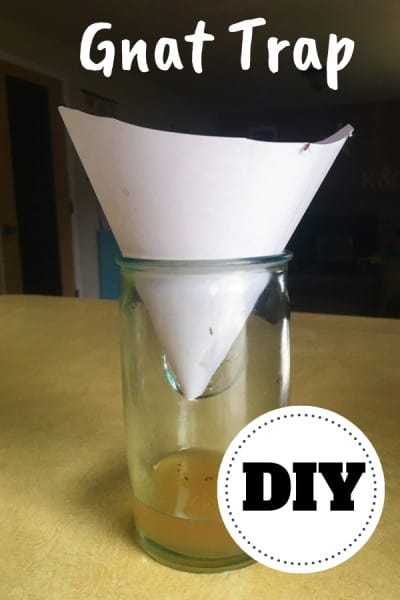 Homemade Gnat Trap